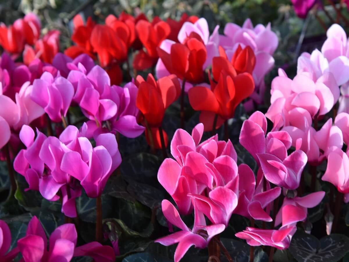 4 jesienne rośliny na balkon, które zachwycą każdego! Mają piękne kolory